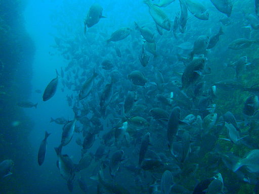 C1 - Unit 3 - Plenty More Fish in the Sea - Esamidinglese